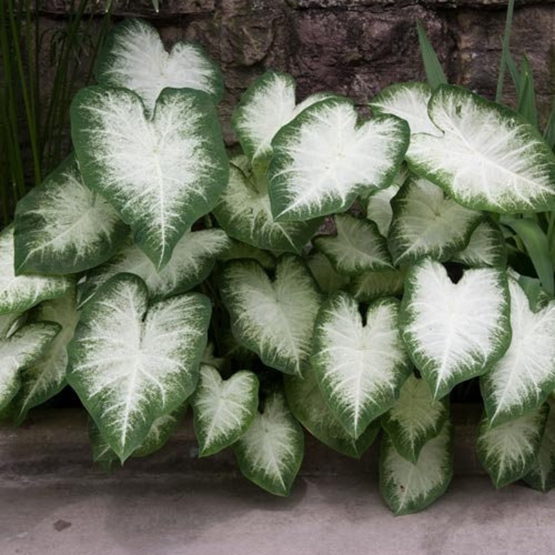 Caladium Aaron (3 Bulbs) - Etsy