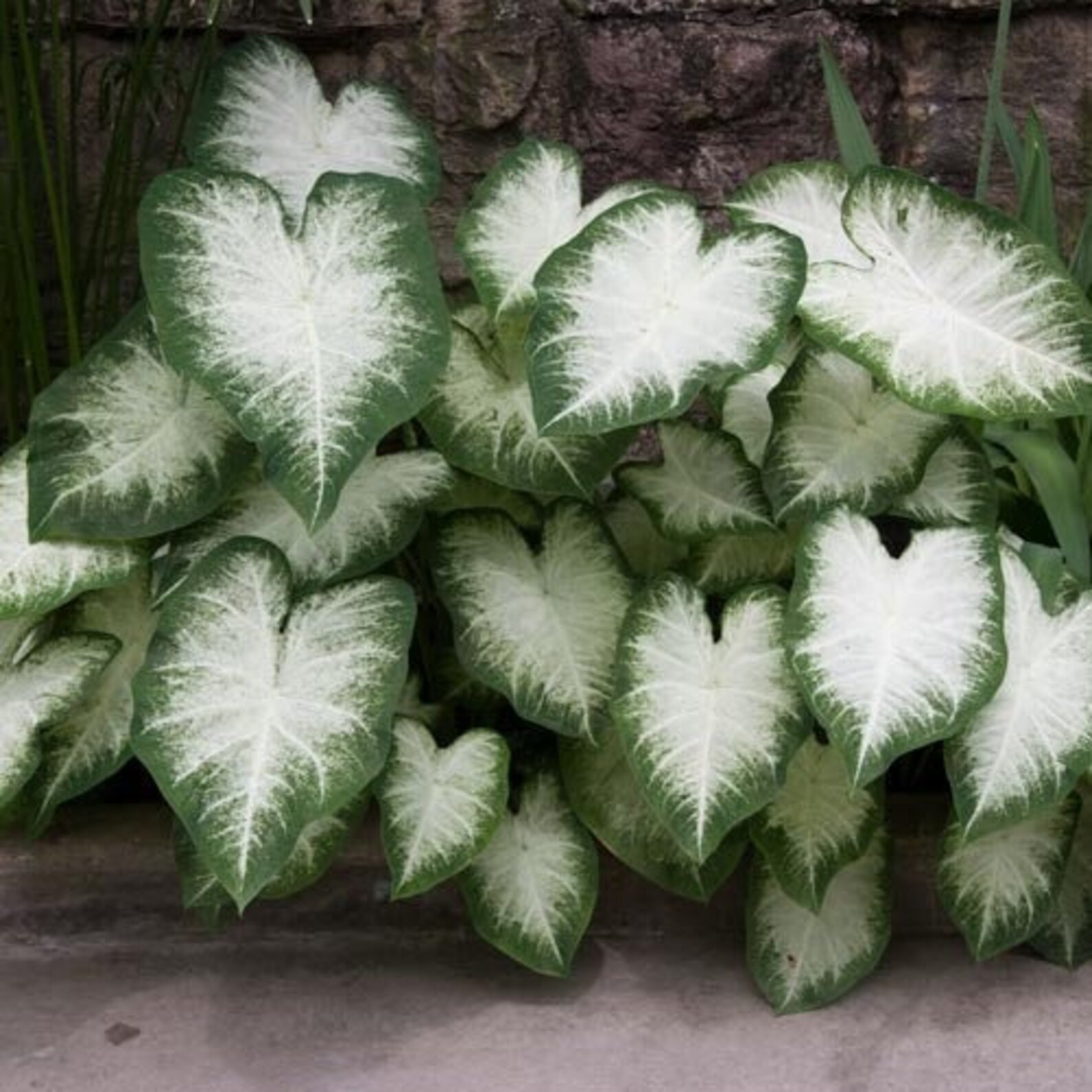 Caladium Aaron (3 Bulbs) - Etsy