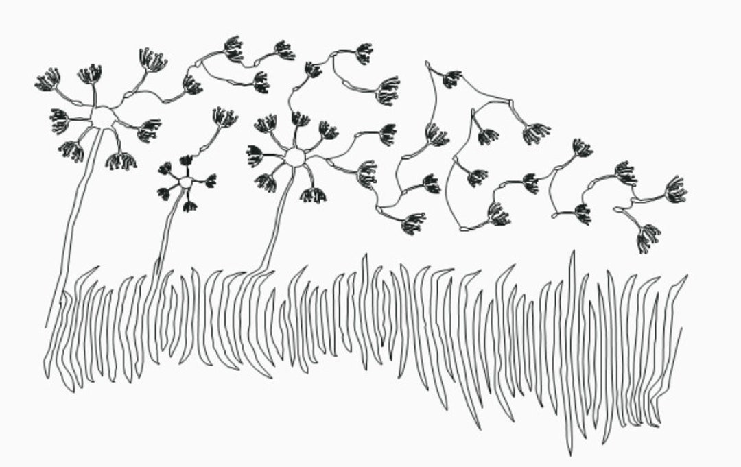 Dandelion With Grass, Longarm Digital Quilt Designs, Pattern, E2E, E522 ...