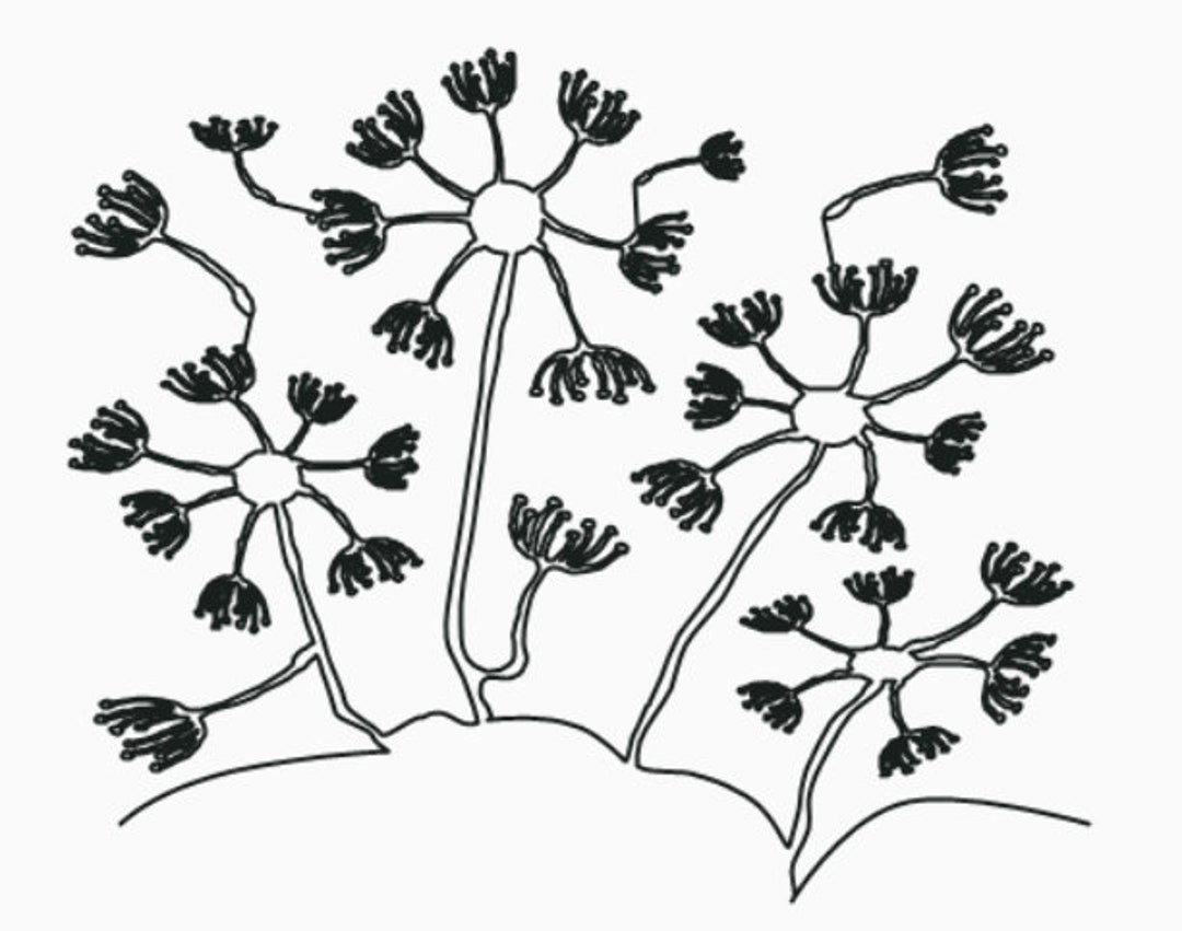 Dandelion, Longarm Digital Quilt Designs, Pattern, E2E, E523 - Etsy