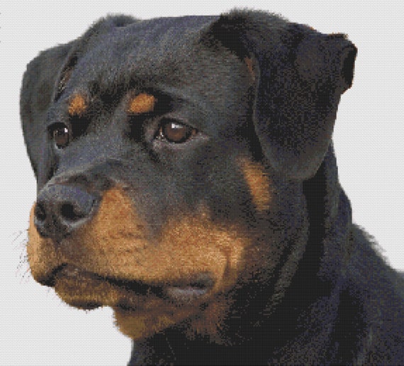 Light Brown Rottweiler
