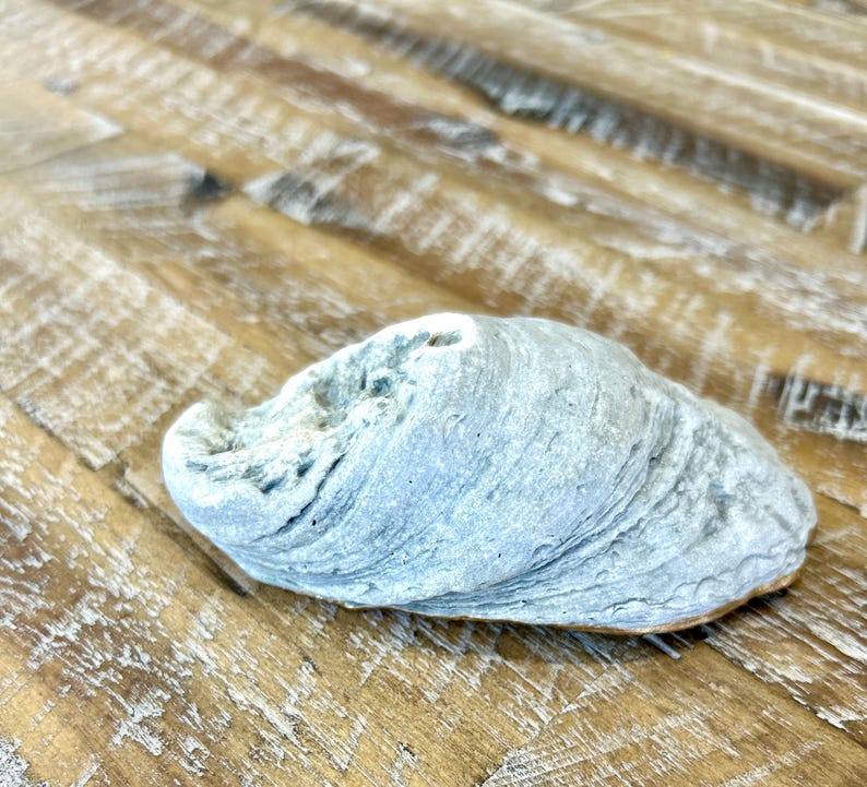 Jewelry Dish Oyster Shell - Hand Painted - Lowcountry Sunrise - Etsy