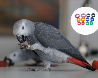 Parrot Leg Band - Etsy