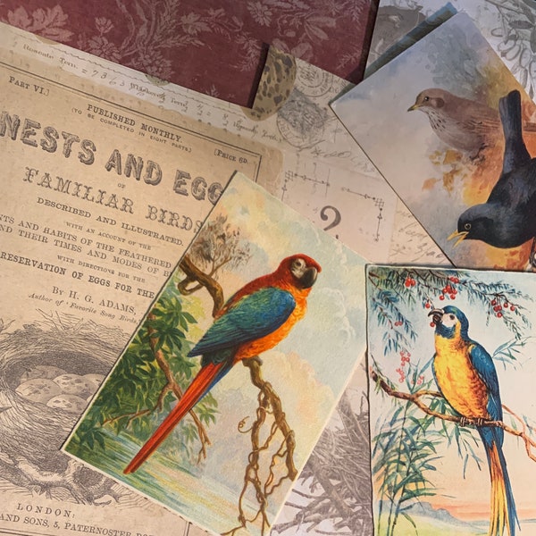 Bird Postcards - Etsy
