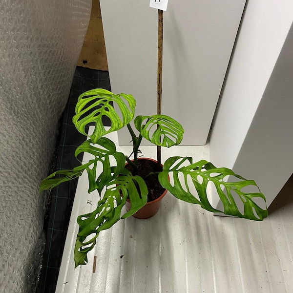Variegated Monstera Esqueleto - Etsy