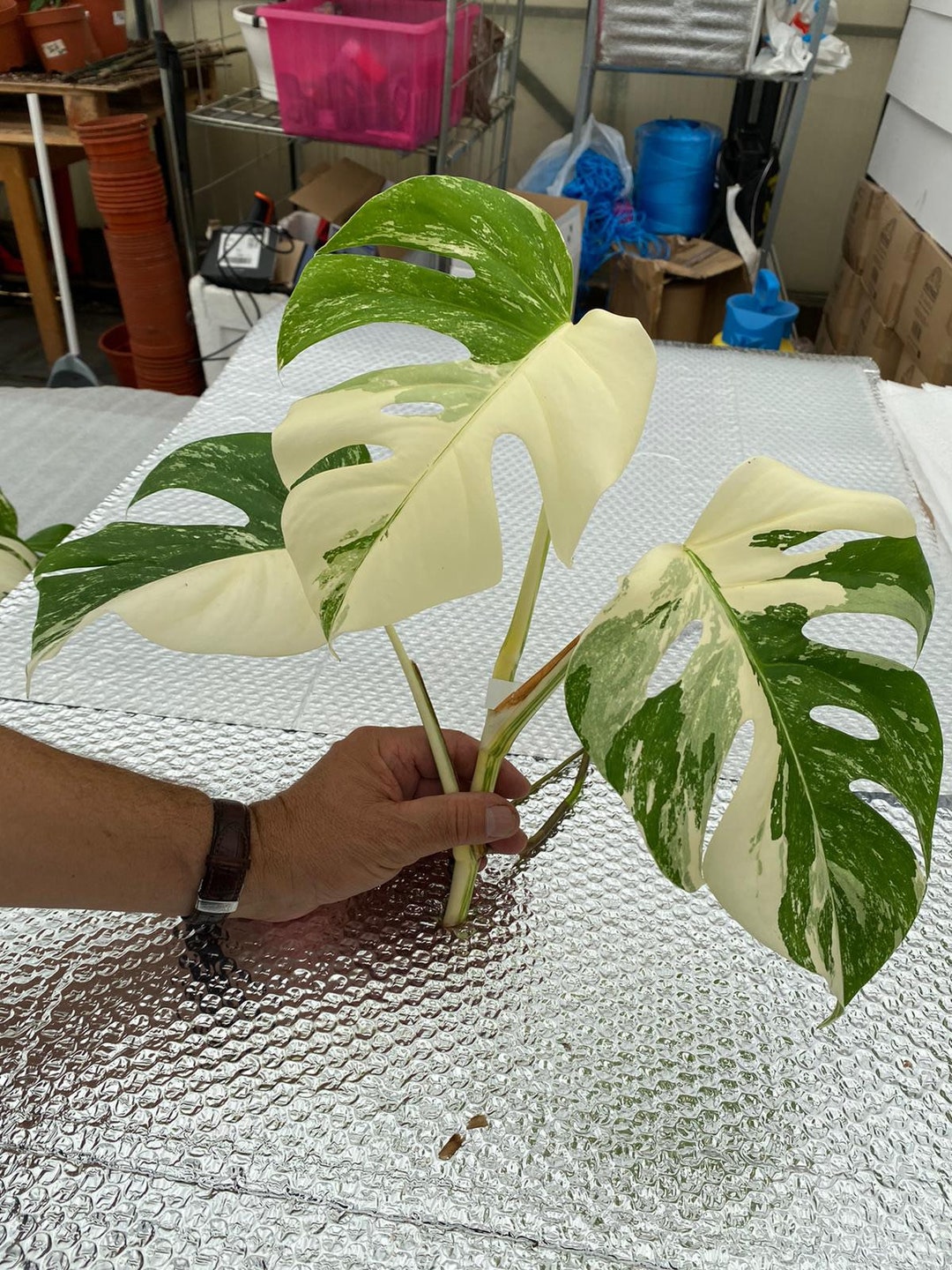 Monstera Albo Variegata Top Cutting 3 Leaf High Variegated - Etsy