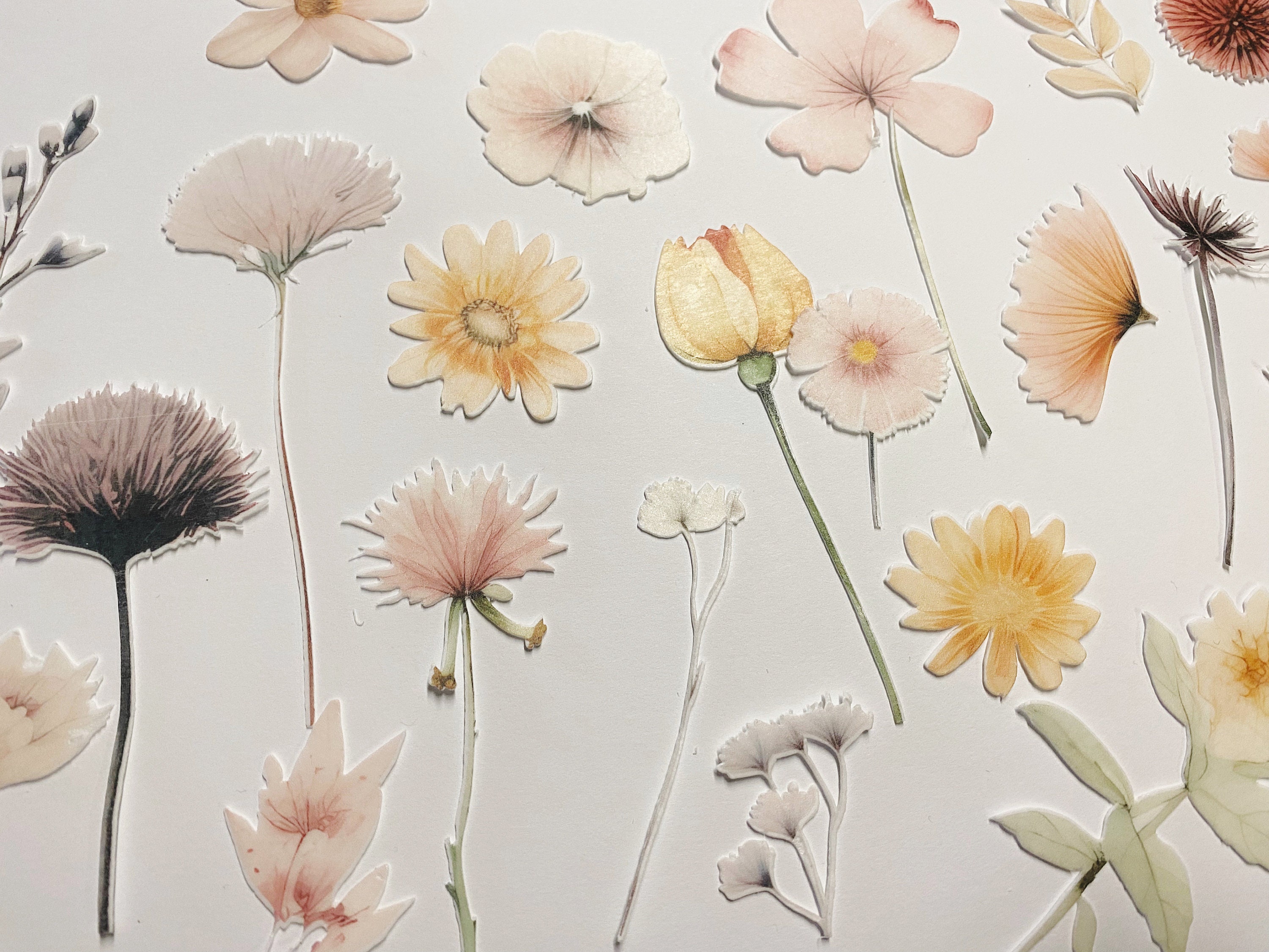 Pack of 18 Edible Die Cut Wafer Pressed Dried Flowers, Bpho Wafer Paper ...