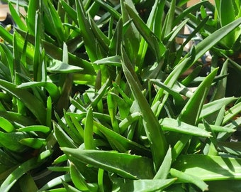 Purple Aloe Vera Plant - Etsy