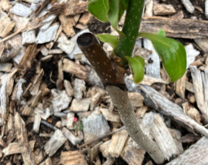 Grafted American Persimmon Tree - Female Bare Root - Etsy