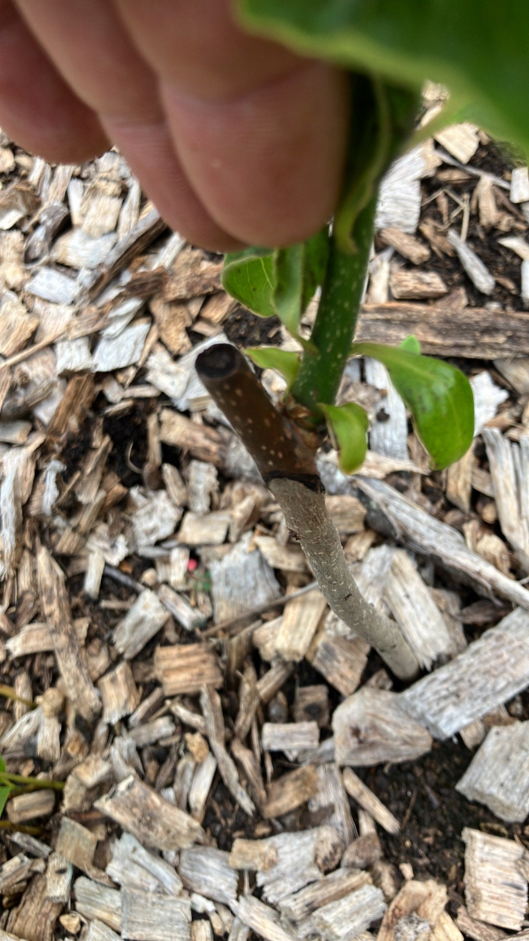 Grafted American Persimmon Tree - Female Bare Root *pre-order* - Etsy
