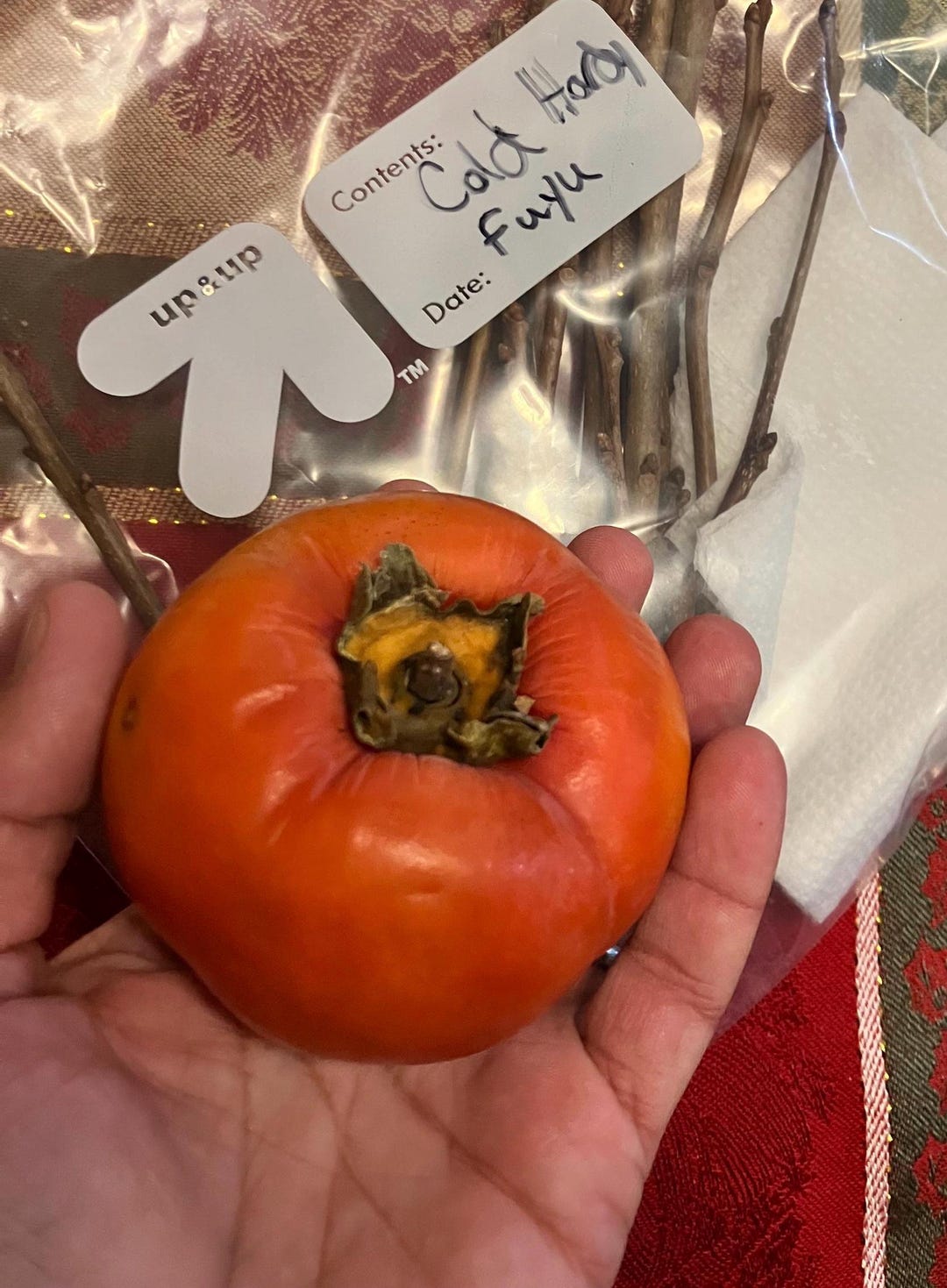 Full Asian ''unknown Fuyu Type” Non-astringent Persimmon TREE Grafted ...