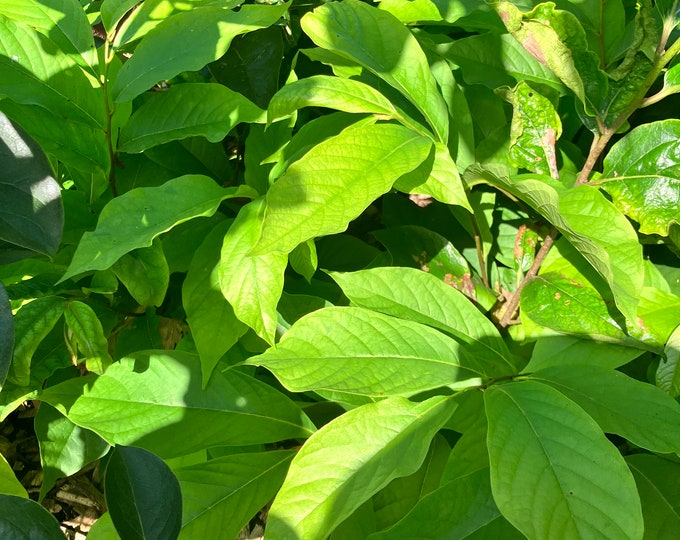 Large Pawpaw Tree Seedlings ~1’ Tall+ Best Roots Systems!! Asimina ...