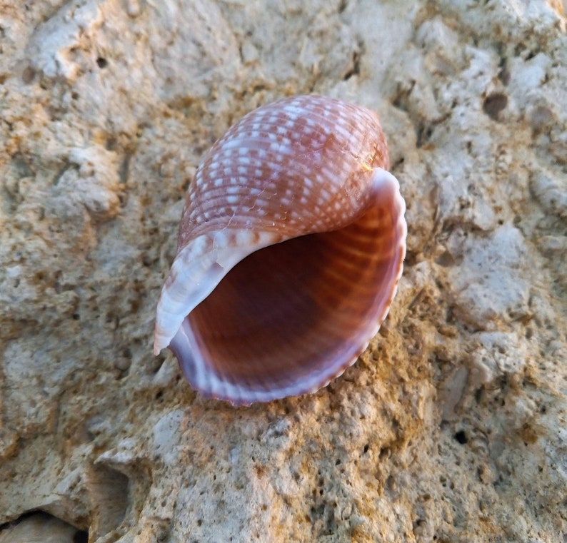 Tun Shell. Spiral Key West Shell - Etsy