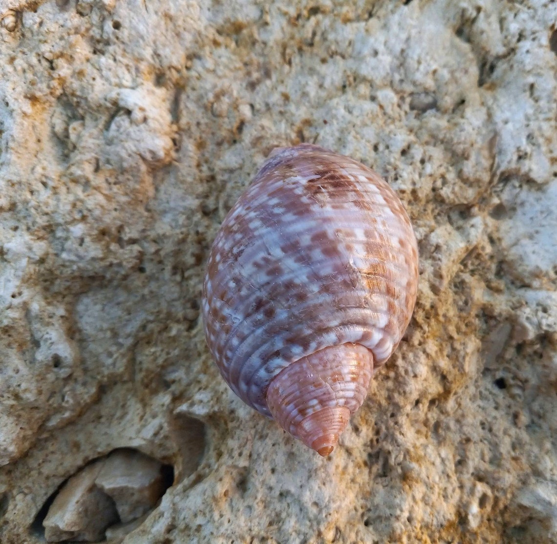 Tun Shell. Spiral Key West Shell - Etsy