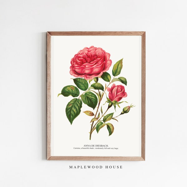 Antique Rose Print - Etsy