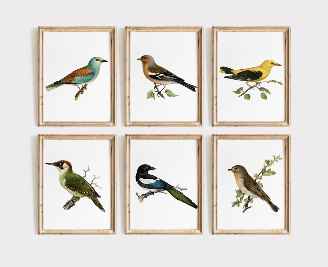 Vintage Bird Art Set of 6 Bird Paintings Vintage Bird - Etsy