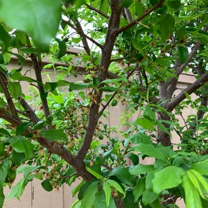 Emerald Pluot - Plum X Apricot Hybrid (5 Scion/cuttings) - Etsy