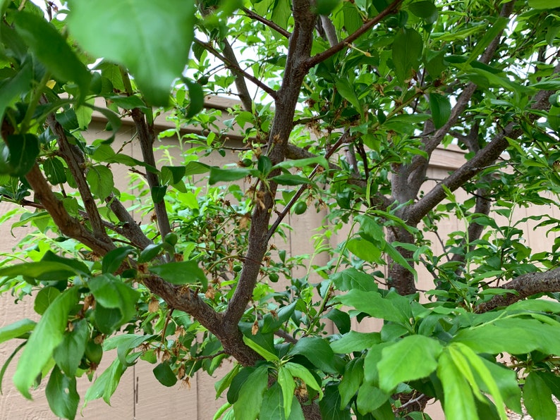 Emerald Pluot - Plum X Apricot Hybrid (5 Scion/cuttings) - Etsy