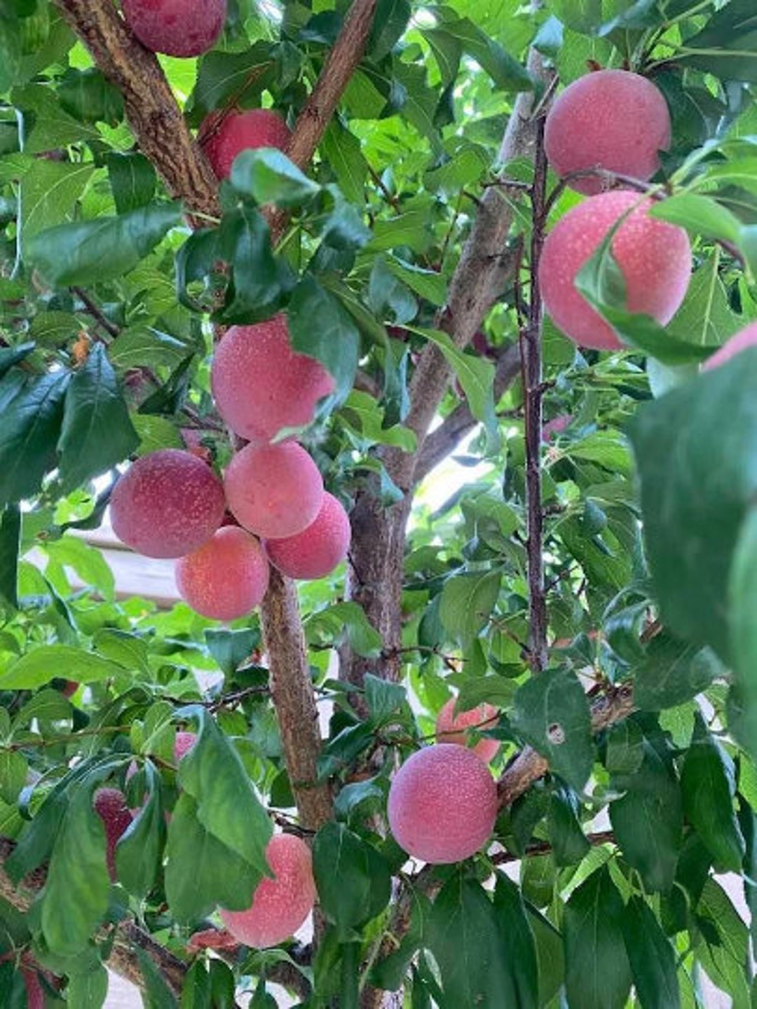 Grenade-emerald-sweet Pluot/pluerry Scion Triple Pack (15 Scions) - Etsy