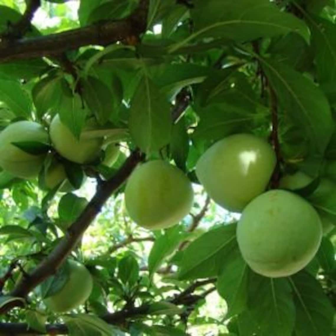 Emerald Pluot - Plum X Apricot Hybrid (5 Scion/cuttings) - Etsy