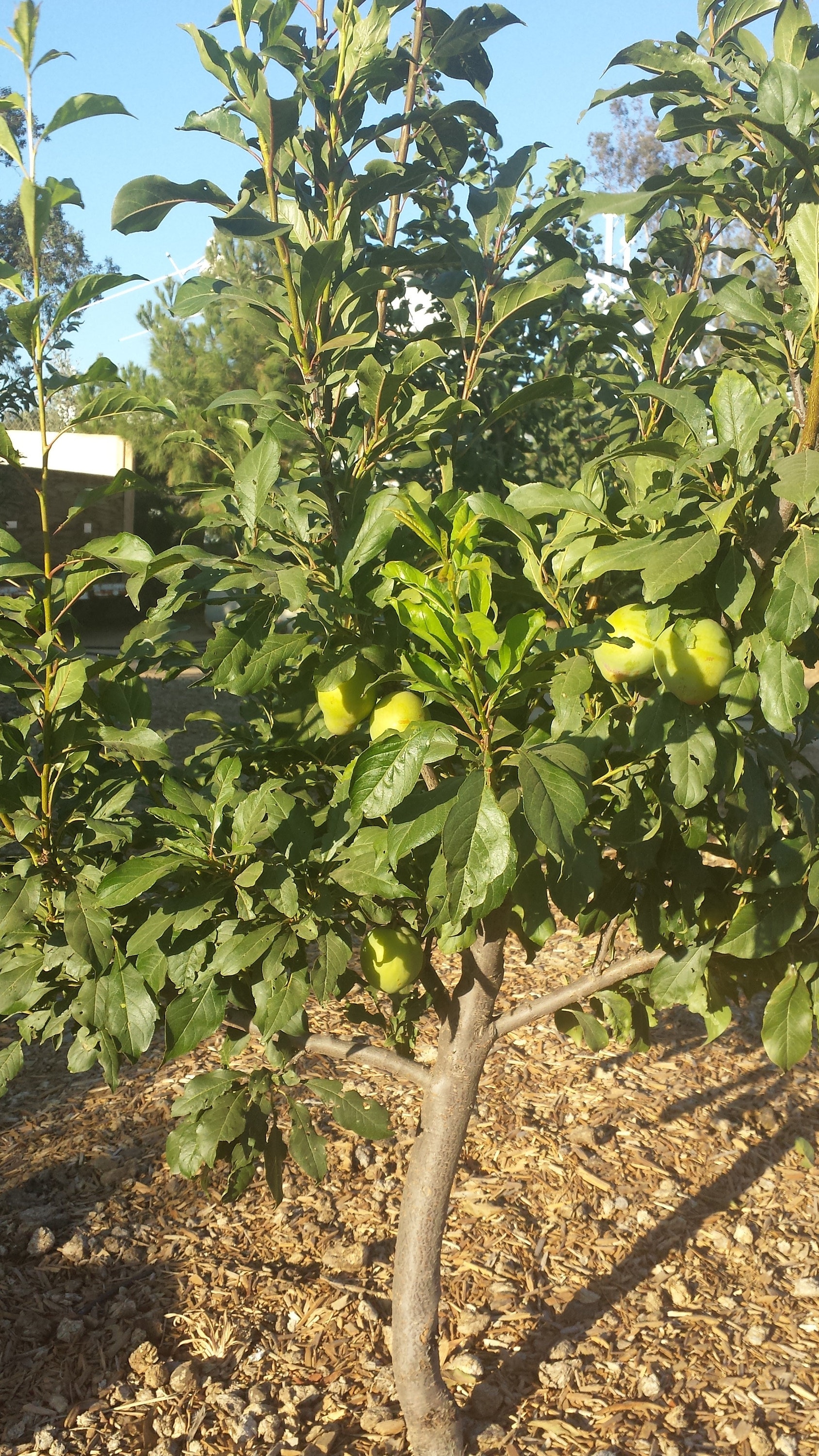 Grenade Pluot - Plum X Apricot Hybrid ( 5 Scions/cuttings) - Etsy