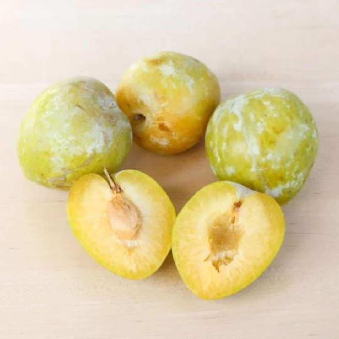 Emerald Pluot - Plum X Apricot Hybrid (5 Scion/cuttings) - Etsy