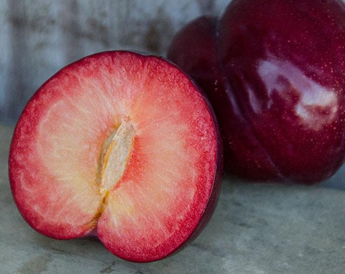 Mottled Pluot Seeds - Etsy