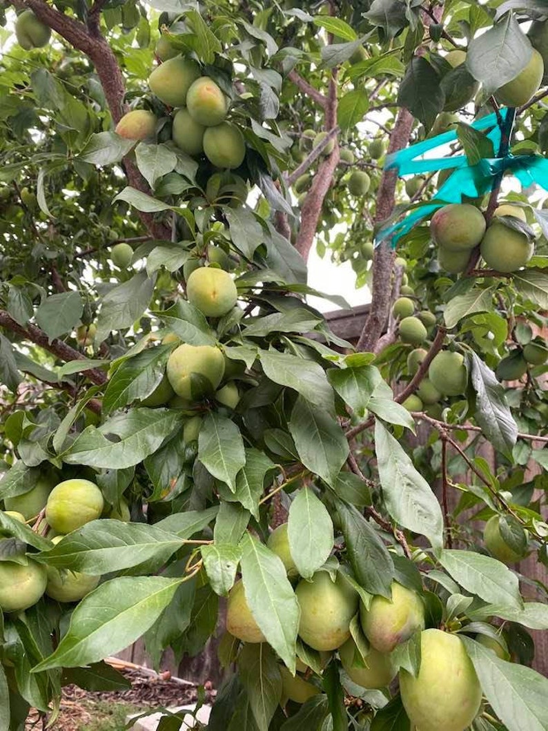 Grenade Pluot - Plum X Apricot Hybrid ( 5 Scions/cuttings) - Etsy
