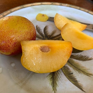 Grenade Pluot - Plum X Apricot Hybrid ( 5 Scions/cuttings) - Etsy
