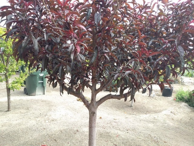 Nectaplum Scions - Nectarine X Plum Hybrid (5 Scion/cuttings) - Etsy