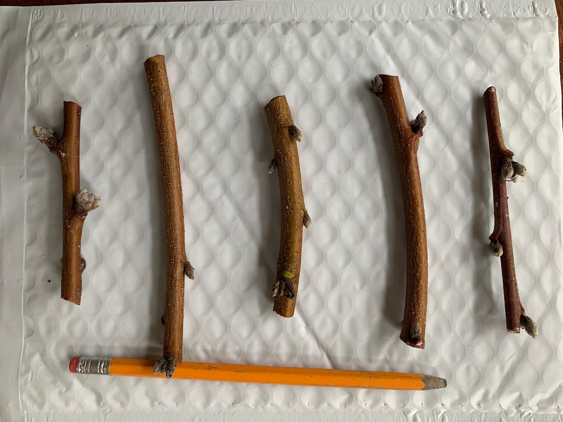 Red Baron Peach (5 Scion/cuttings) - Etsy