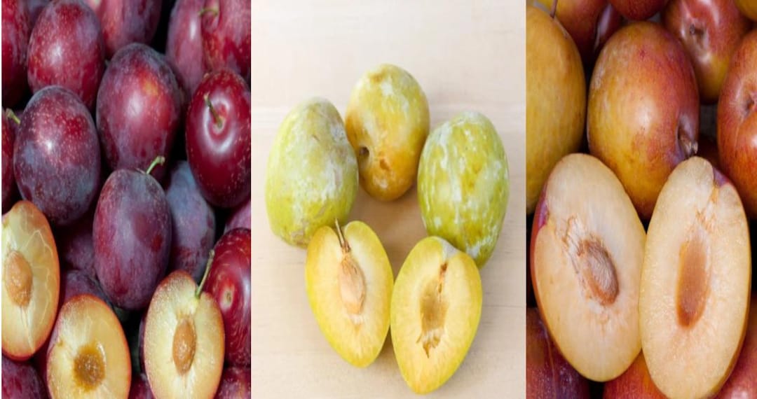 Grenade-emerald-sweet Pluot/pluerry Scion Triple Pack (15 Scions) - Etsy