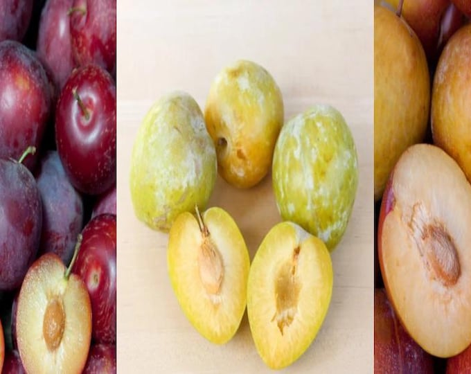 Pluerry Sweet Treat and Candy Heart Scion Cutting for Propagation. USDA ...