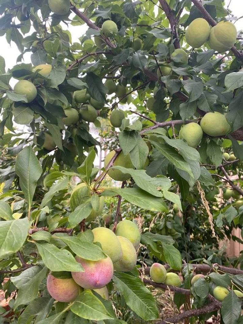 Grenade Pluot - Plum X Apricot Hybrid ( 5 Scions/cuttings) - Etsy