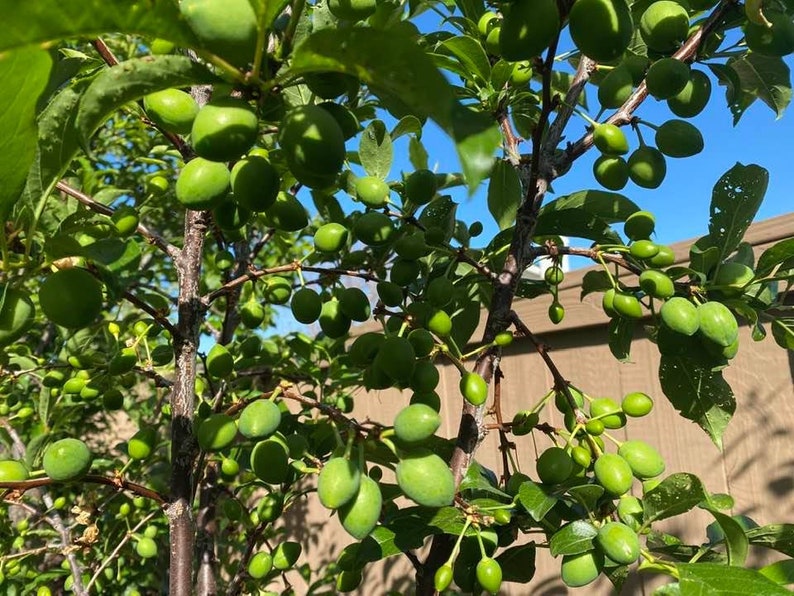 Grenade Pluot - Plum X Apricot Hybrid ( 5 Scions/cuttings) - Etsy