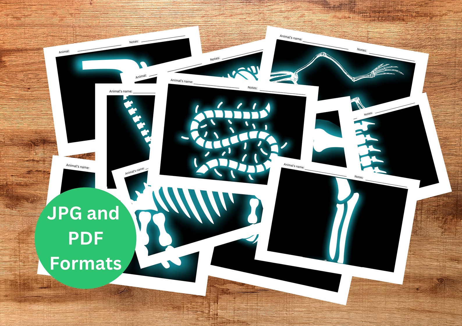 Printable Animal X-rays for Kids. Pretend Play Kids X-ray Activity for ...