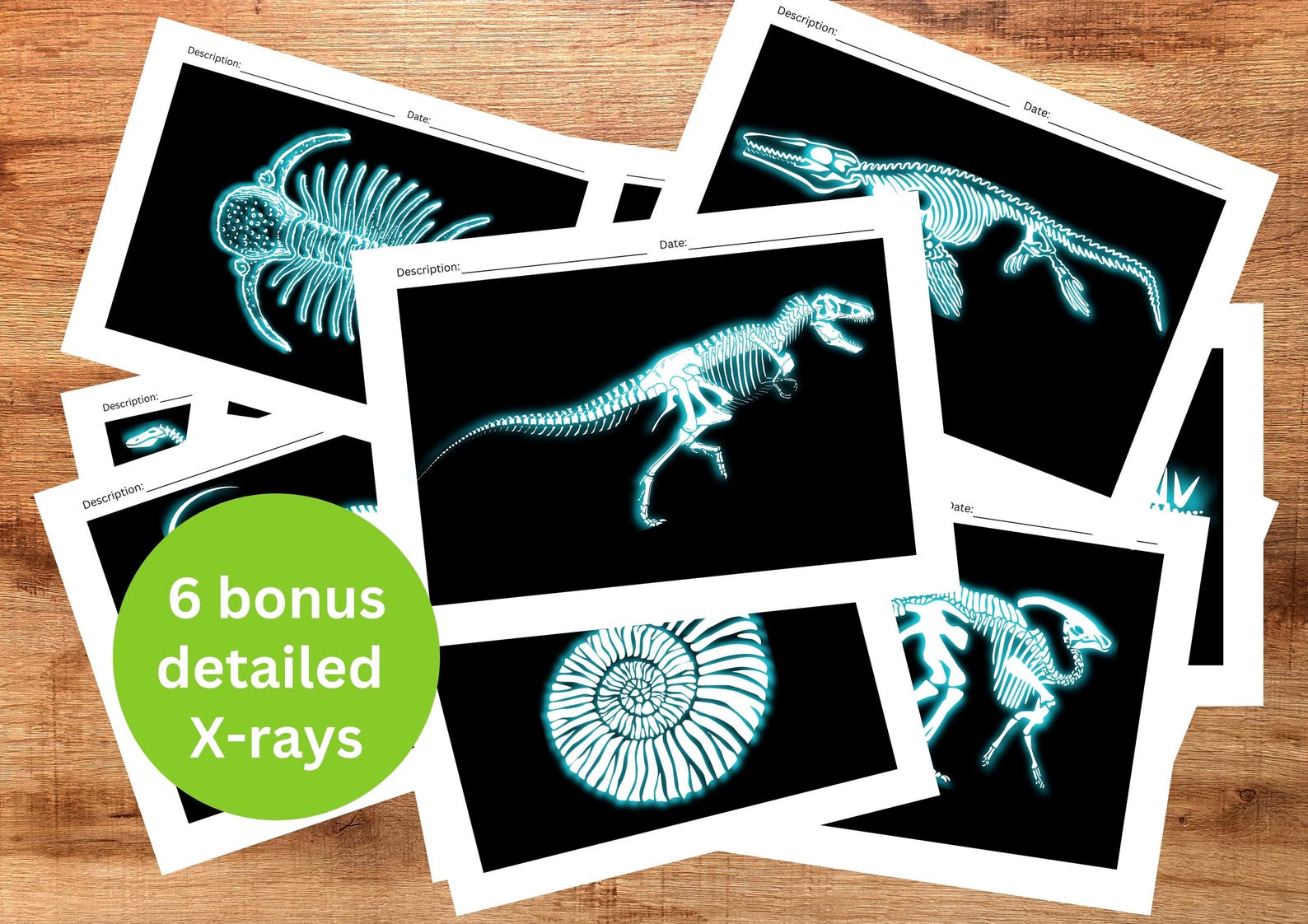 Printable Dinosaur X Rays for Kids Role Play. Dinosaur Skeletons and ...