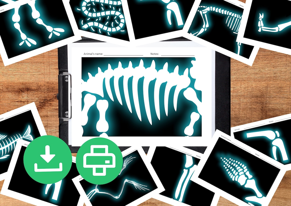 Printable Animal X-rays for Kids. Pretend Play Kids X-ray Activity for ...