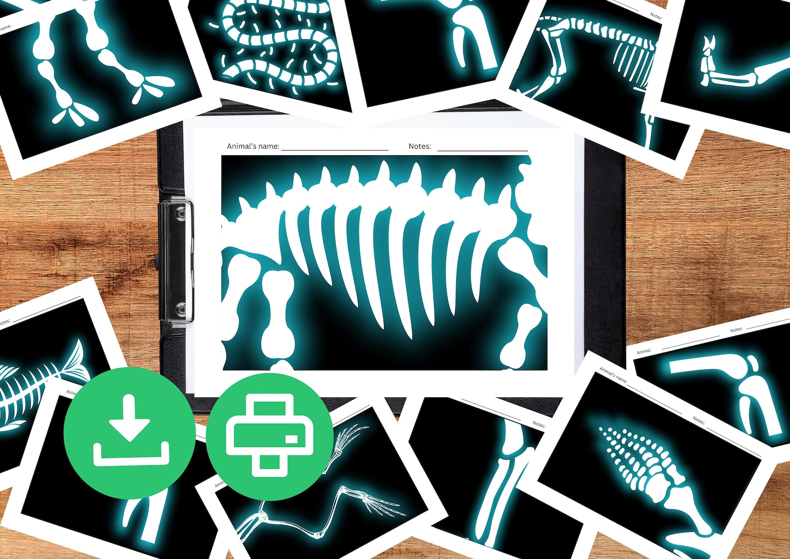 Printable Animal X-rays for Kids. Pretend Play Kids X-ray Activity for ...