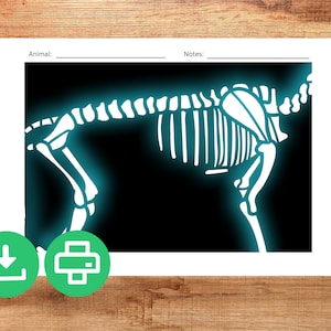 Printable Animal X-rays for Kids. Pretend Play Kids X-ray Activity for ...