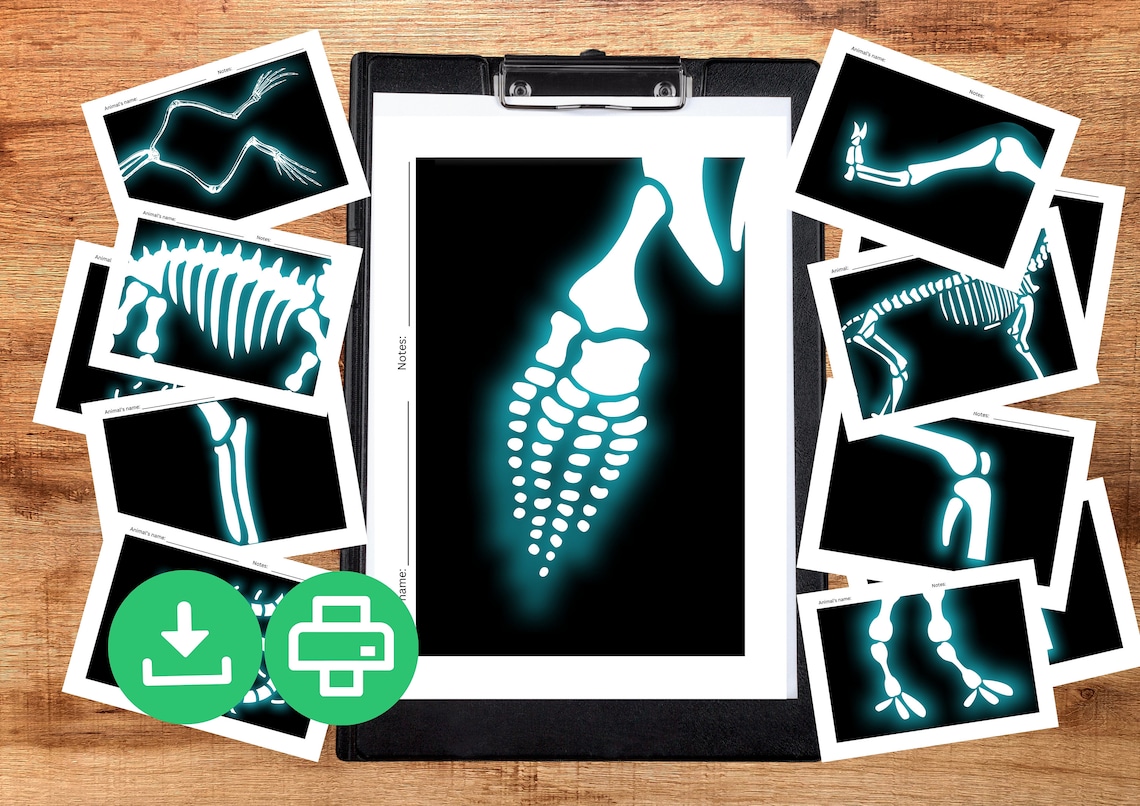 Printable Animal X-rays for Kids. Pretend Play Kids X-ray Activity for ...