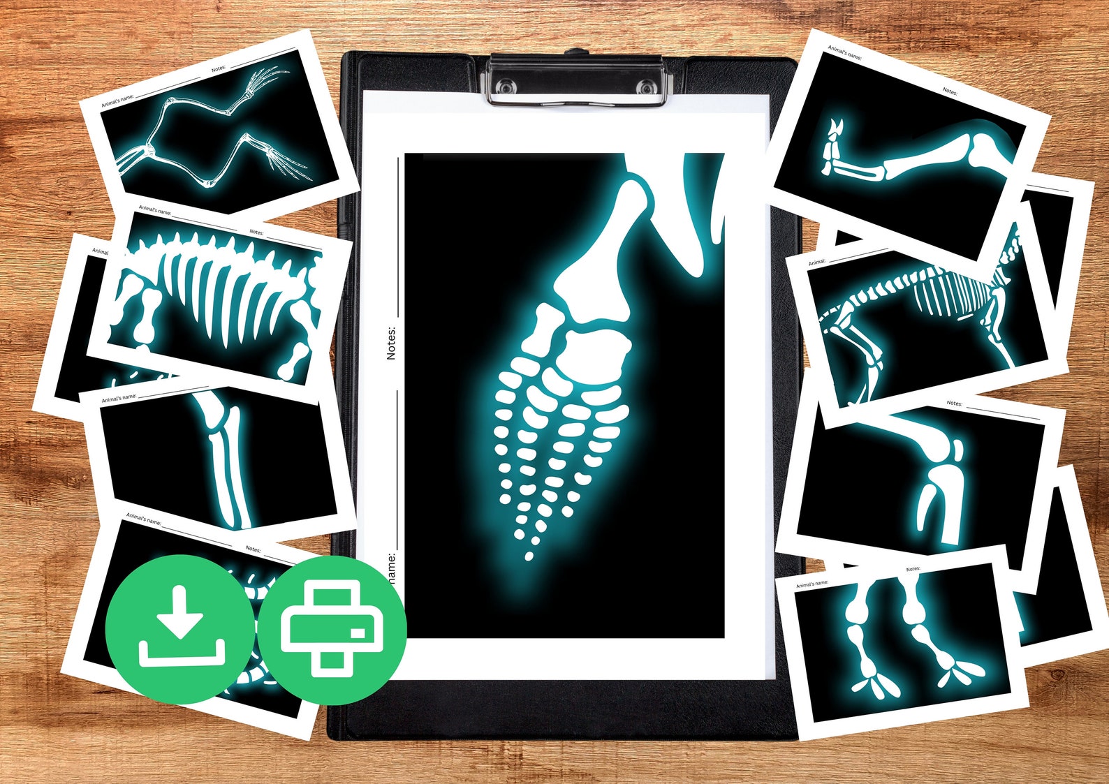 Printable Animal X-rays for Kids. Pretend Play Kids X-ray Activity for ...