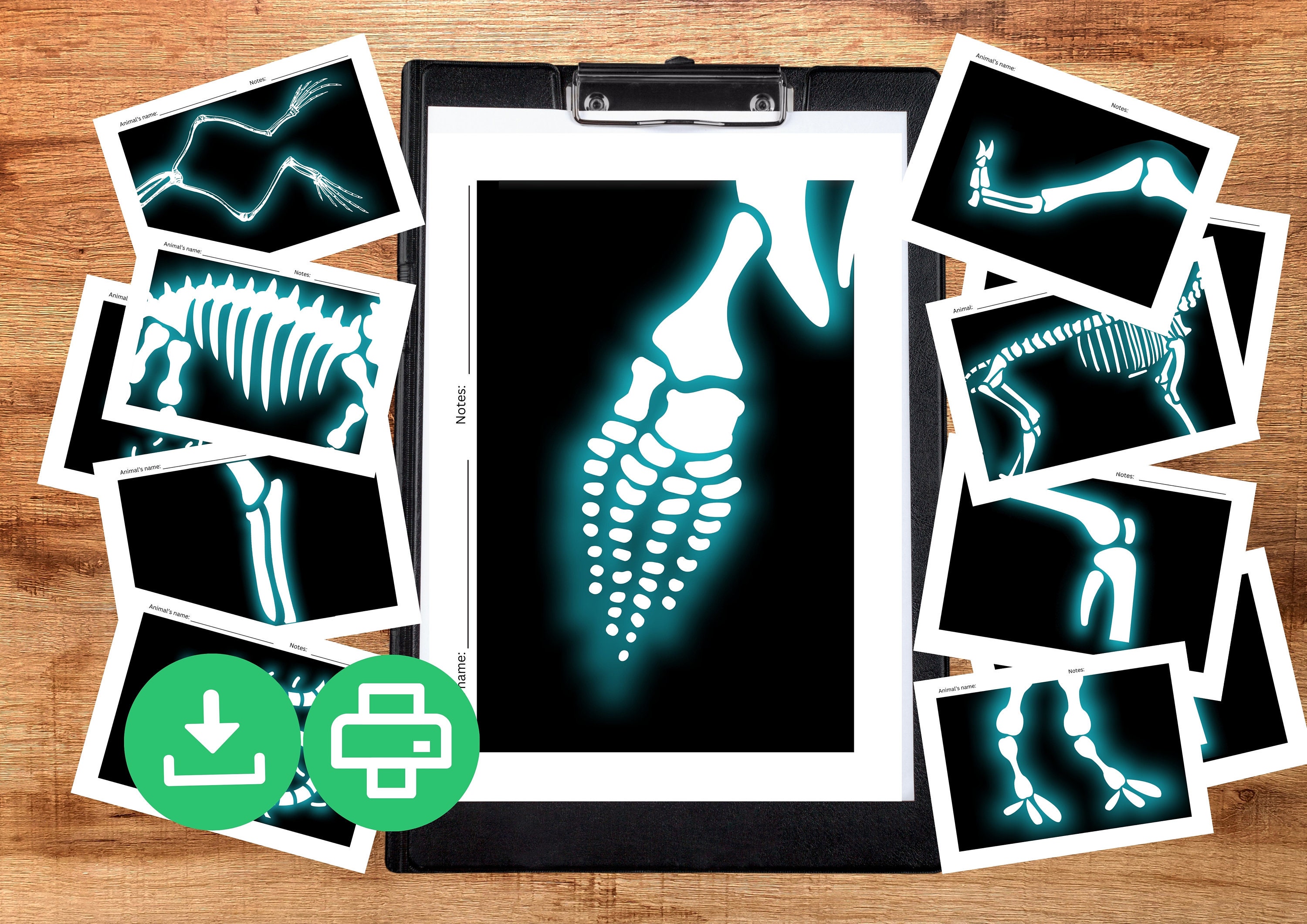 Printable Animal X-rays for Kids. Pretend Play Kids X-ray Activity for ...