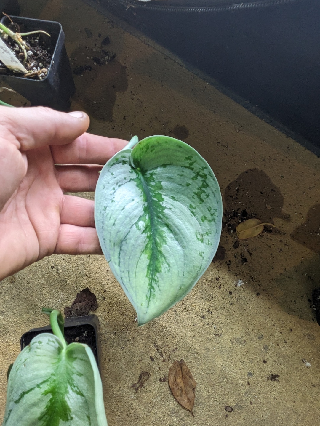 Scindapsus Pictus Exotica - Etsy