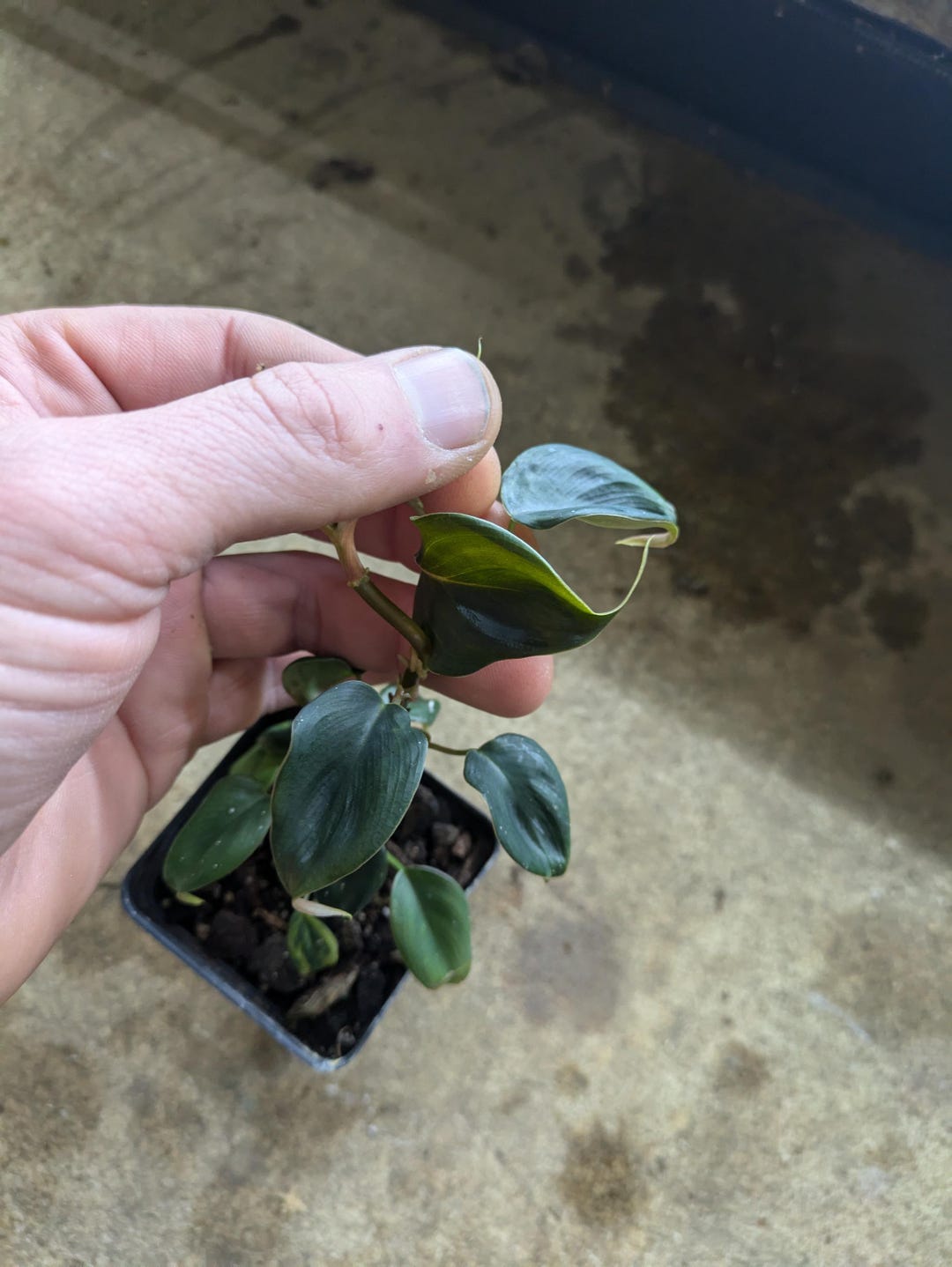 Philodendron Pterus - Etsy