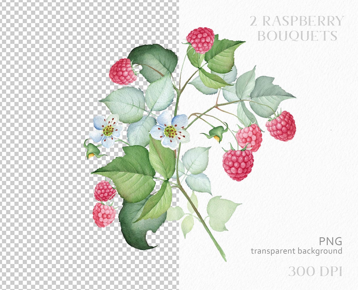 Raspberry Clipart. Watercolor Floral Clipart. Vintage - Etsy