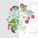 Raspberry Clipart. Watercolor Floral Clipart. Vintage Background. Berry ...