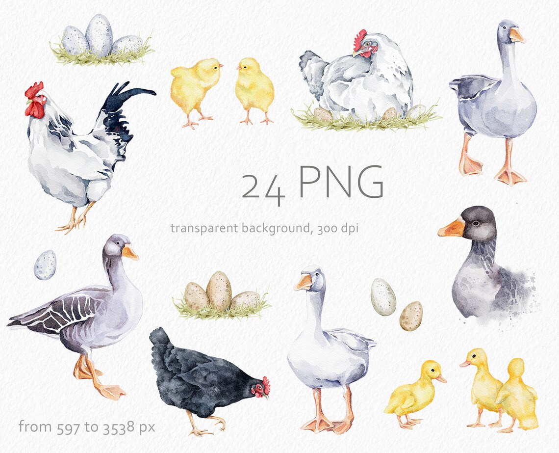 Farm Birds Clipart. Watercolor Farm Animals. Goose Clipart. Duck ...