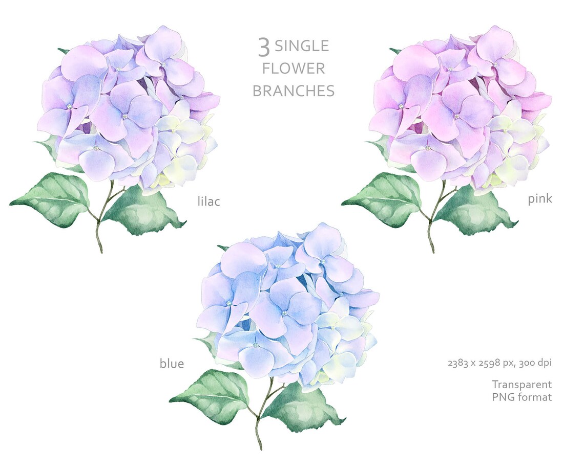 Flower Clipart Watercolor Hydrangea Clipart Floral Clipart - Etsy