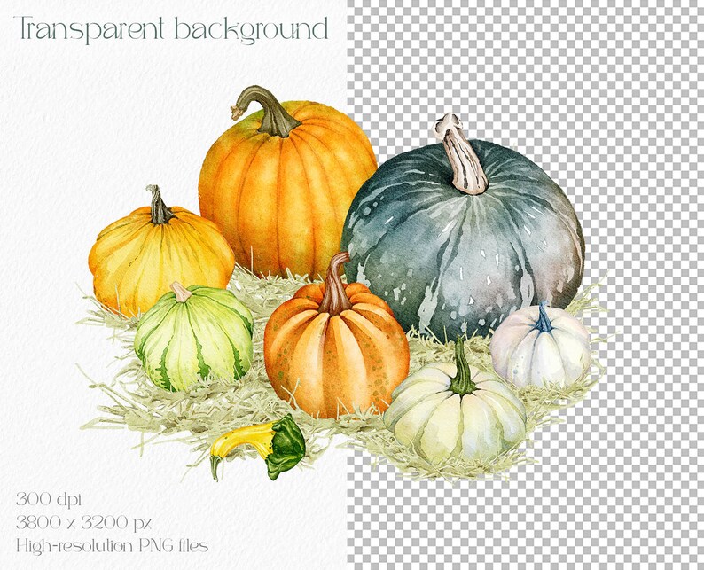 Watercolor Pumpkin Clipart. Autumn Pumpkins. Pumpkin Harving - Etsy